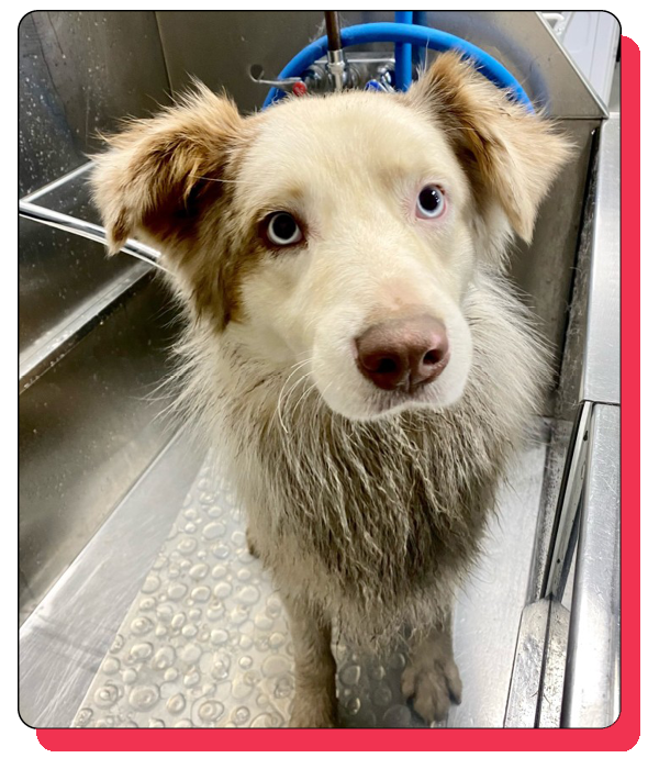 NewSlide1-2 – Beechnut Kennels