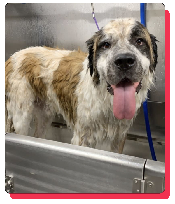 NewSlide2-2 – Beechnut Kennels