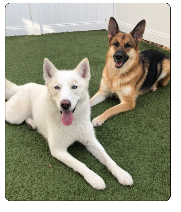 NewSlide8 – Beechnut Kennels