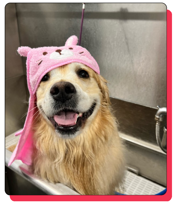 Slide3 – Beechnut Kennels