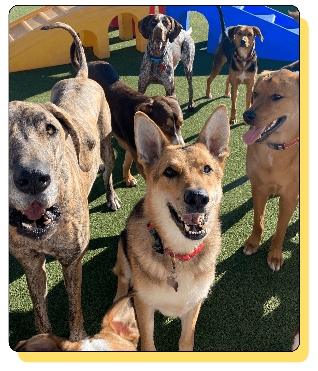 Carousel1 – Beechnut Kennels