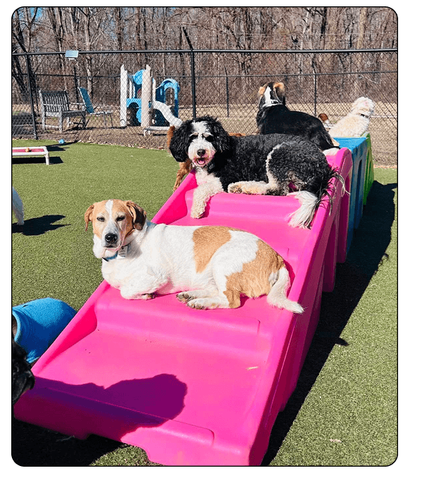 Beechnut elements_daycare4 – Beechnut Kennels