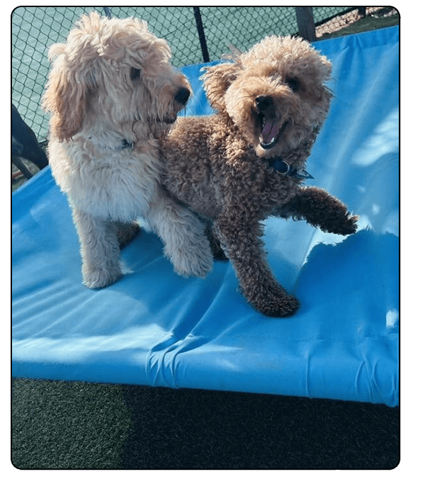 carousel9 – Beechnut Kennels