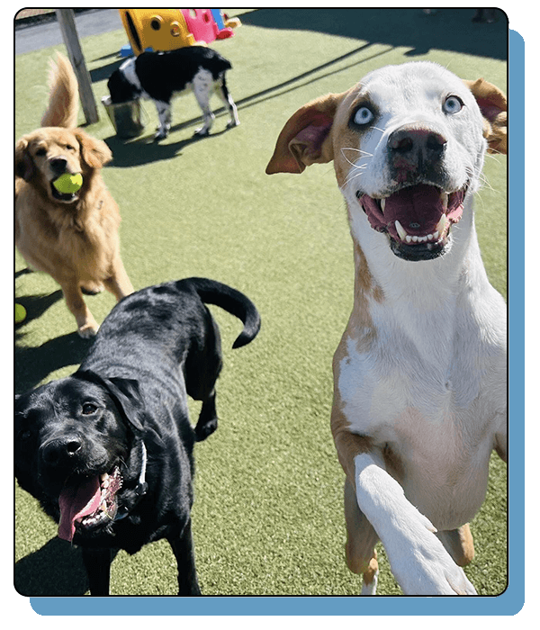 new slideshow1 – Beechnut Kennels